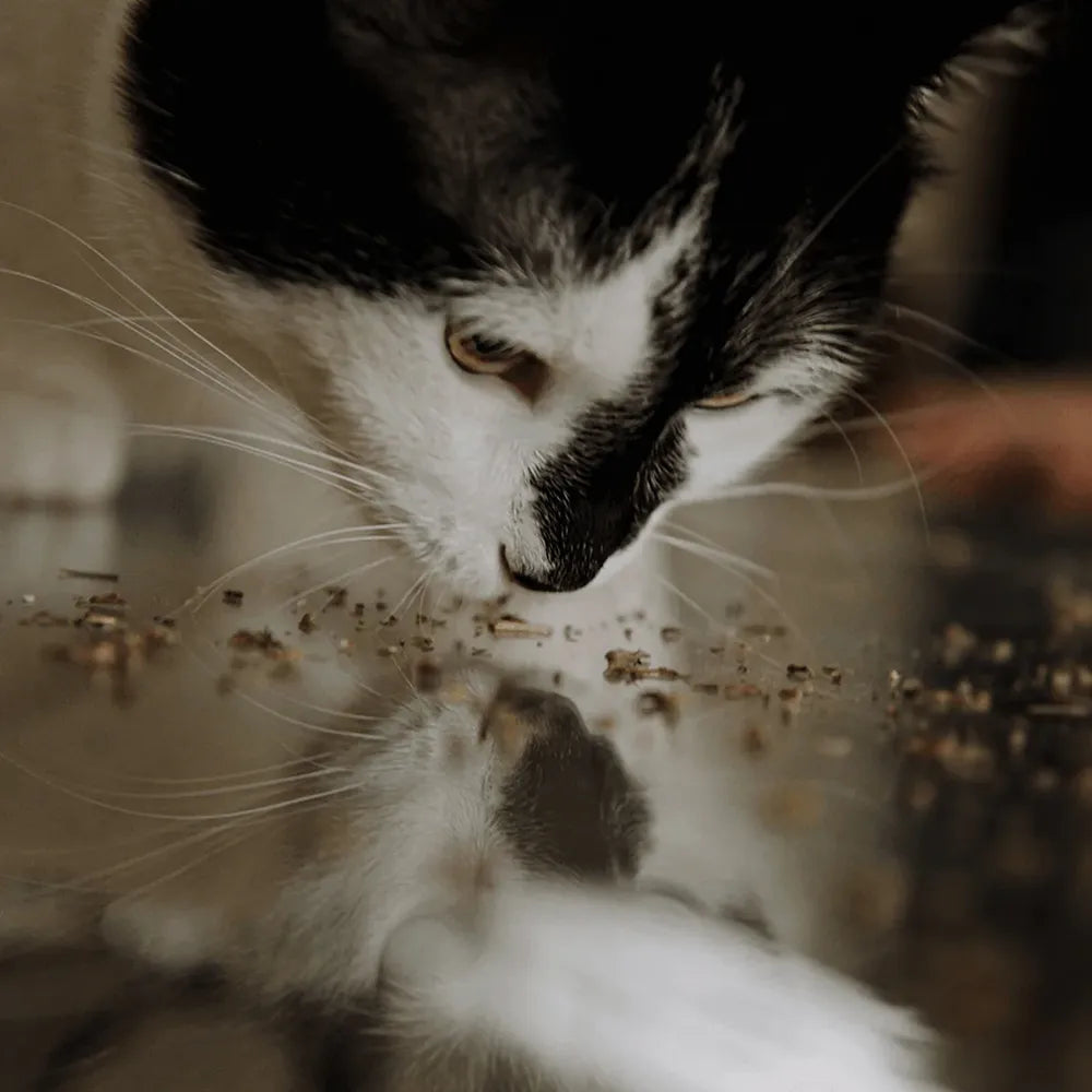 How To Introduce Your Cat To Catnip – SmarterPaw